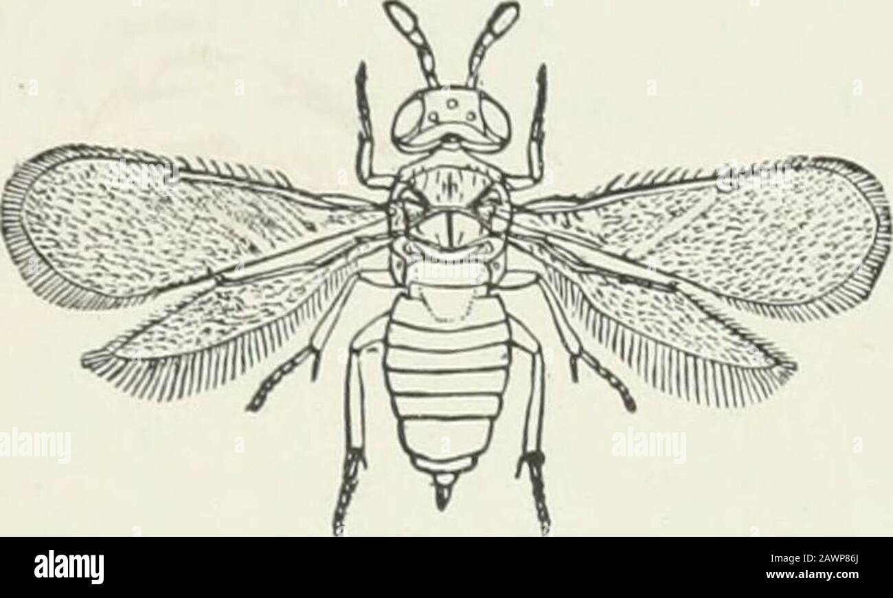 Entomologie économique pour les agriculteurs et les producteurs de ...