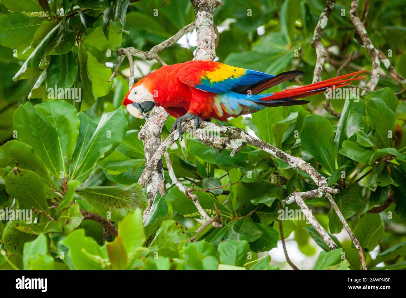Perroquet sur un arbre Banque de photographies et d’images à haute ...