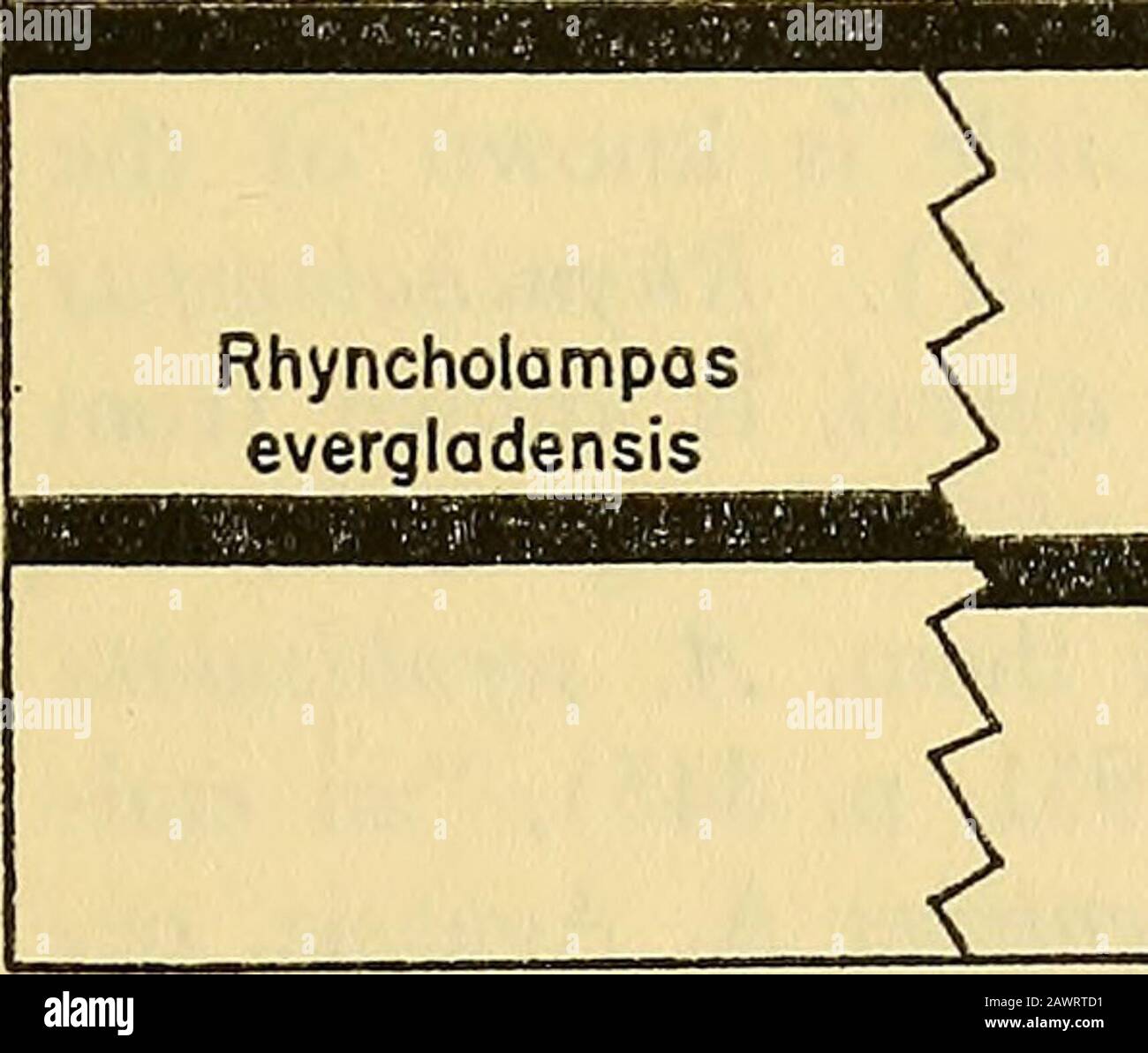 Collections diverses Smithsonian . Lytechinusvariegatusvariegatus ...