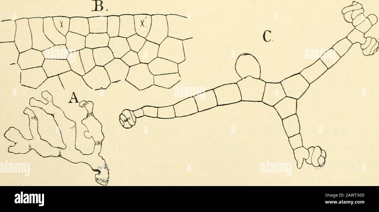 Restes de grosses branches Banque de photographies et d’images à haute ...