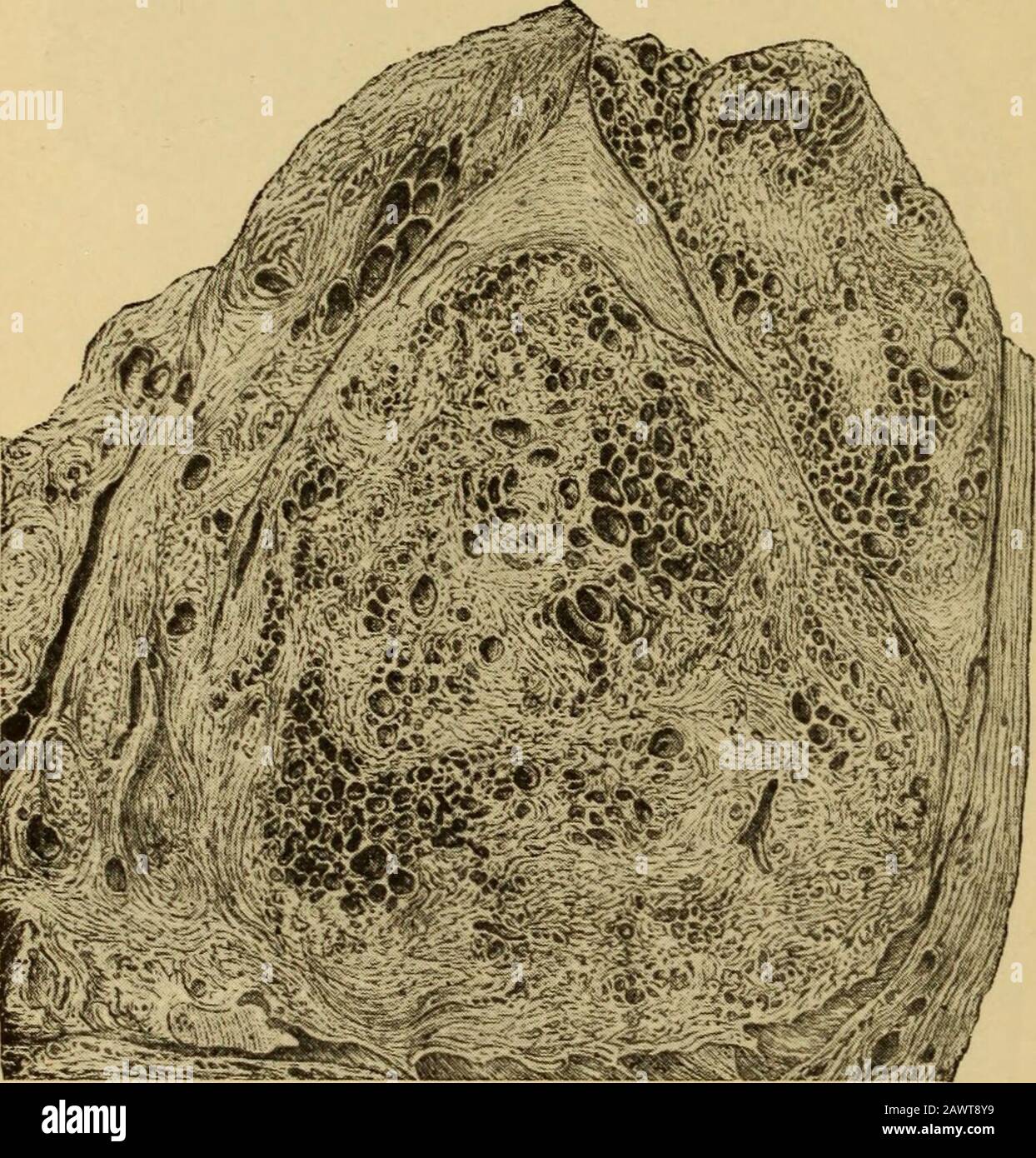Les maladies des femmes : un manuel pour les étudiants et les ...