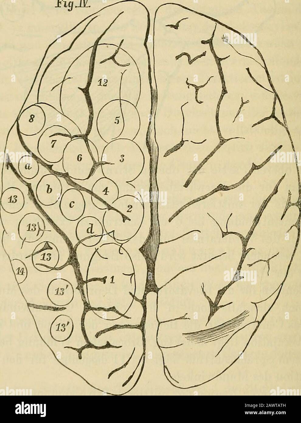 Gyrus angulaire Banque de photographies et d’images à haute résolution ...