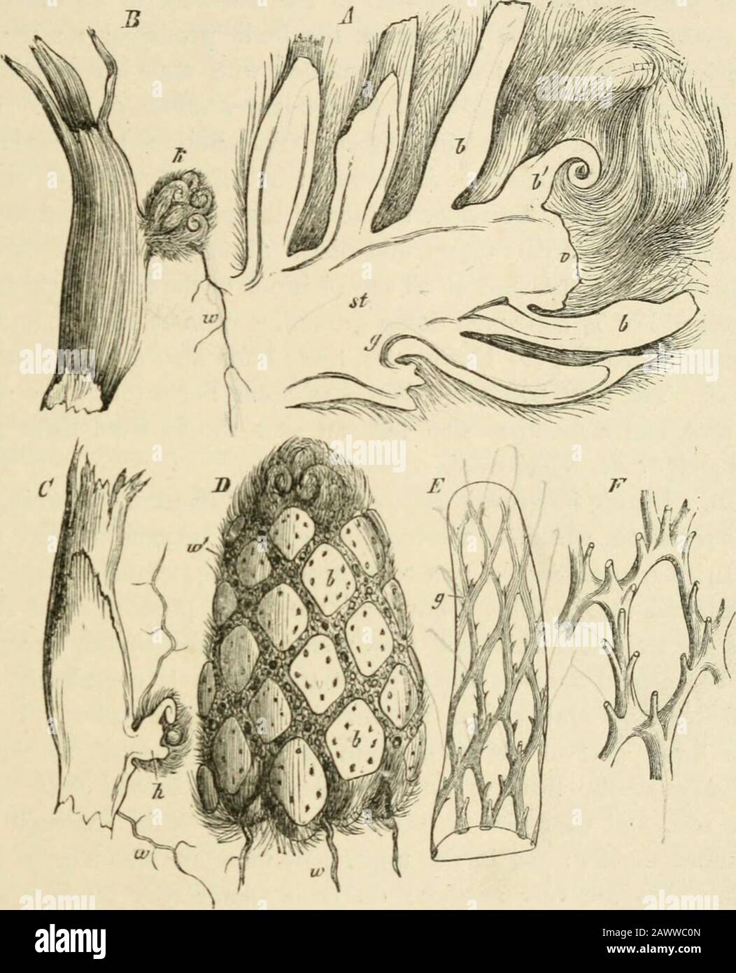 Dichotomous branching Banque de photographies et d’images à haute ...