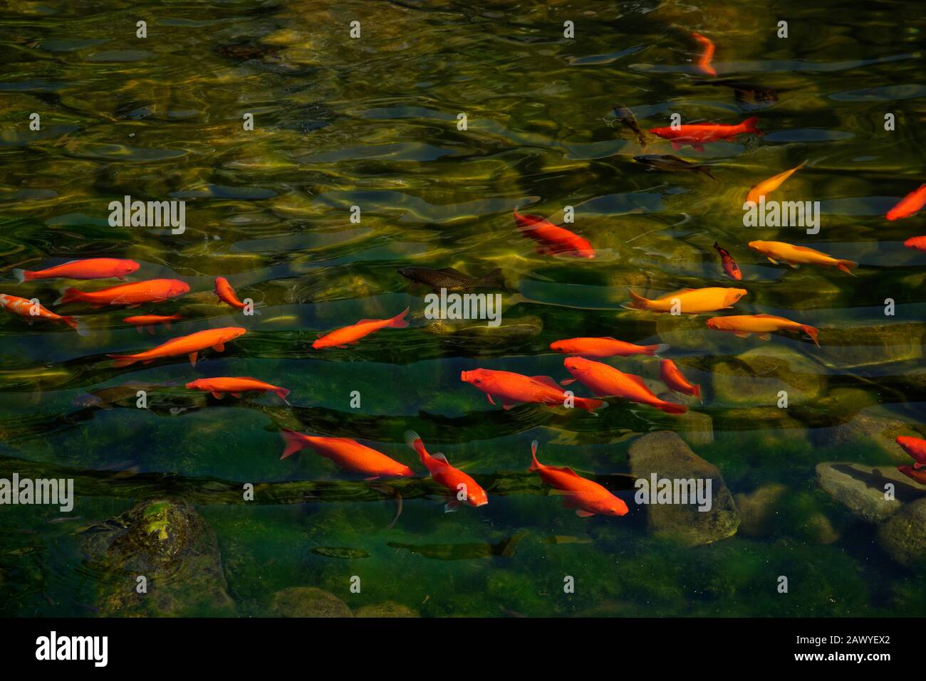 Goldfish pond Banque de photographies et d’images à haute résolution ...