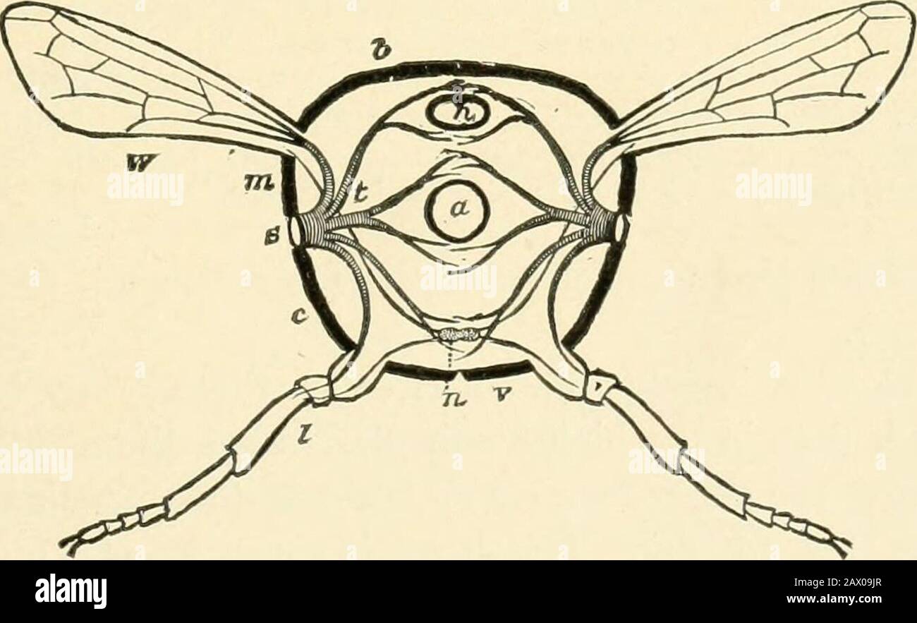 Trachée d'insecte Banque de photographies et d’images à haute ...