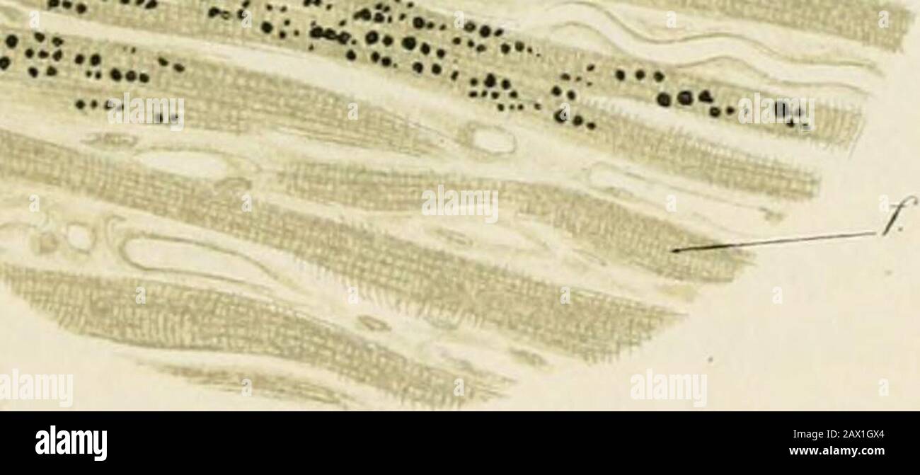 Pathologie pratique; un manuel pour les étudiants et les praticiens ...