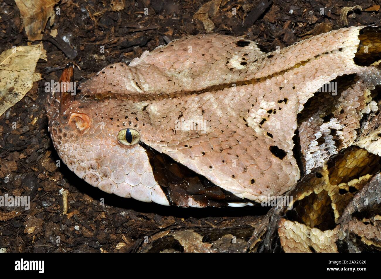 Gaboon Viper Bitis Gabonica Gabonica Banque d'image et photos - Alamy