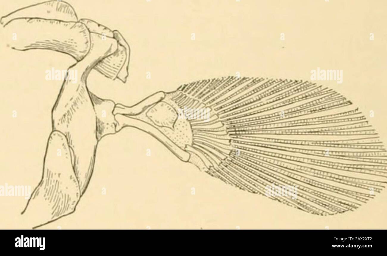 En rapport avec le poisson poumon Banque de photographies et d’images à ...