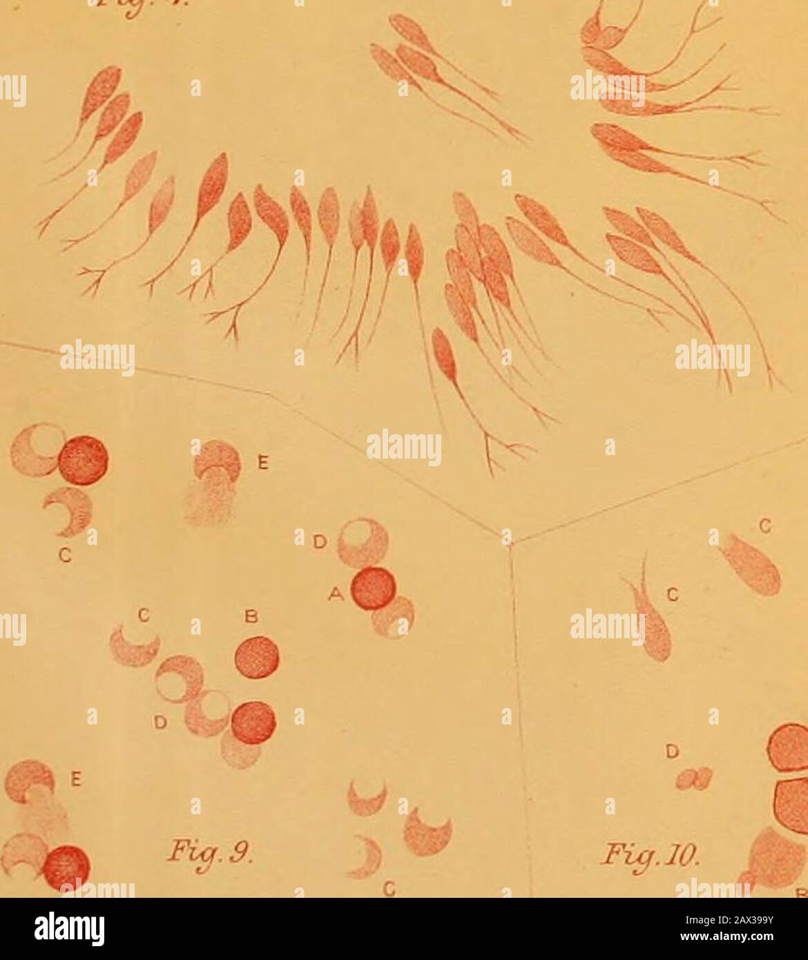 Revue trimestrielle de la science microscopique . e septum nasal. Fig ...