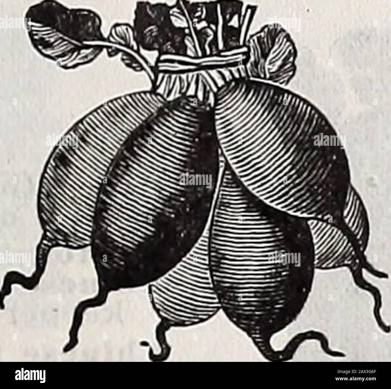 Catalogue descriptif annuel de Schvolonté : graines, arbres et plantes ...