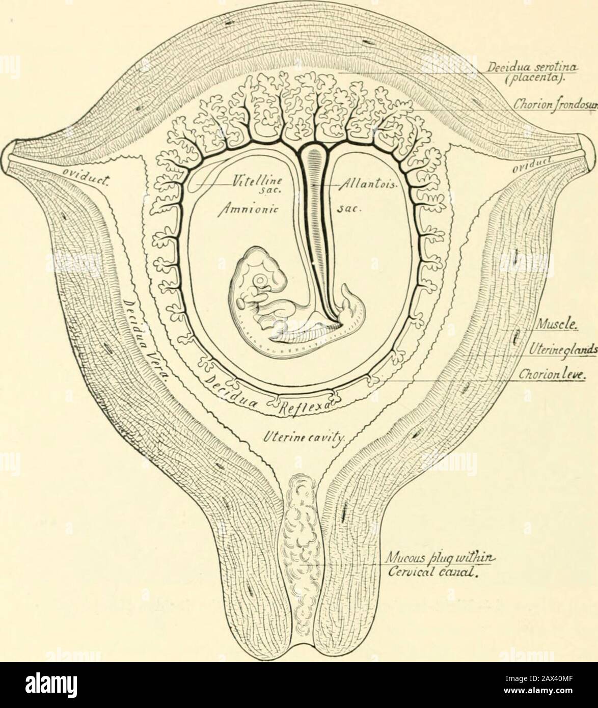 Decidua vera Banque de photographies et d’images à haute résolution - Alamy
