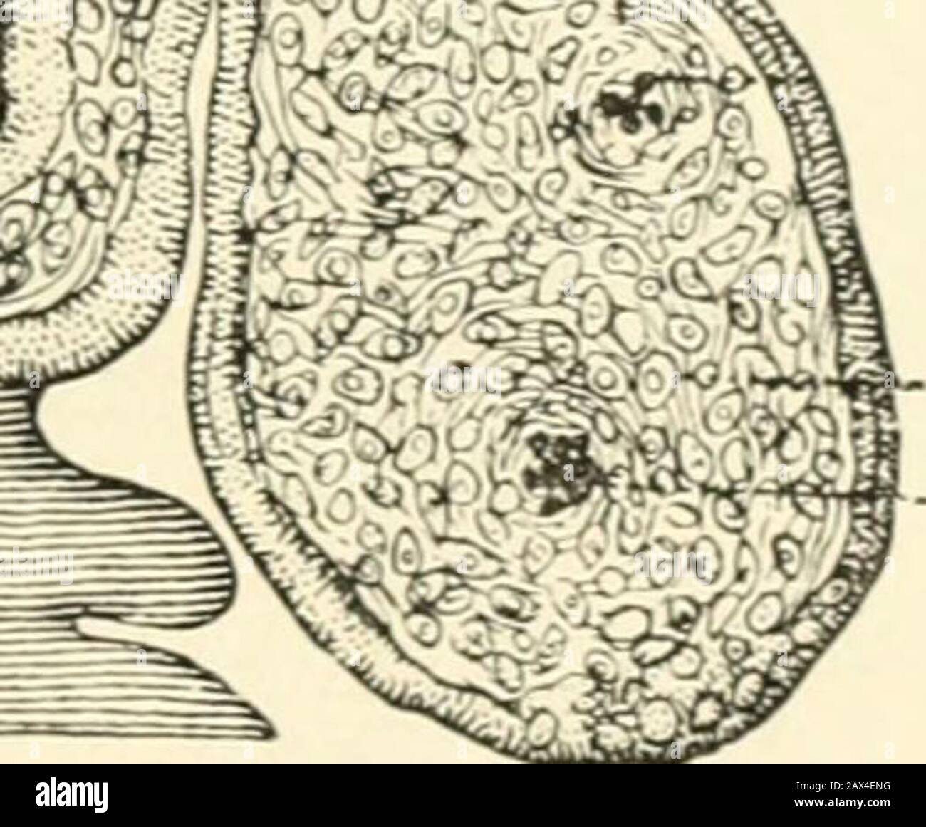 Un manuel d'obstétrique . 58 A Fig. 92.—Section de villosités, montrant ...