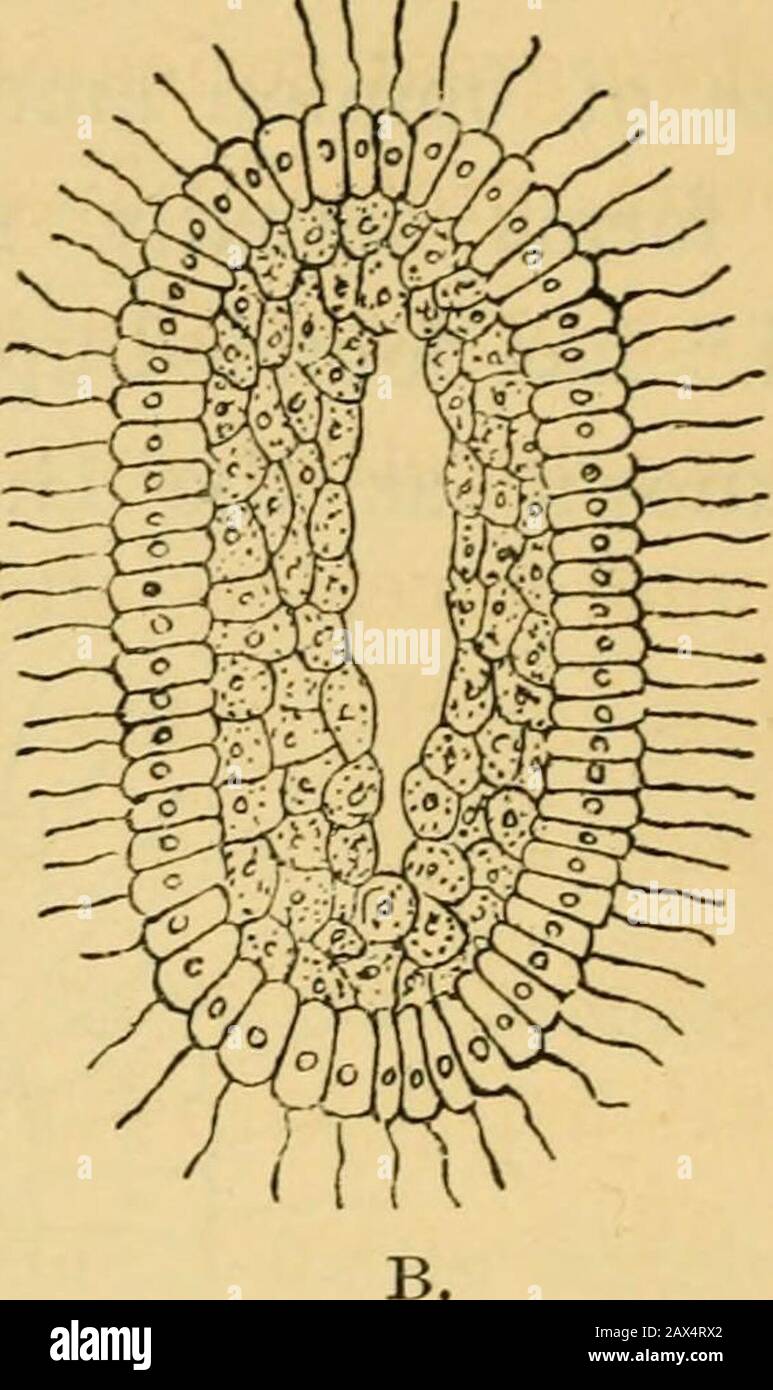 Classification phylogénétique des animaux (à l'usage des étudiants ...