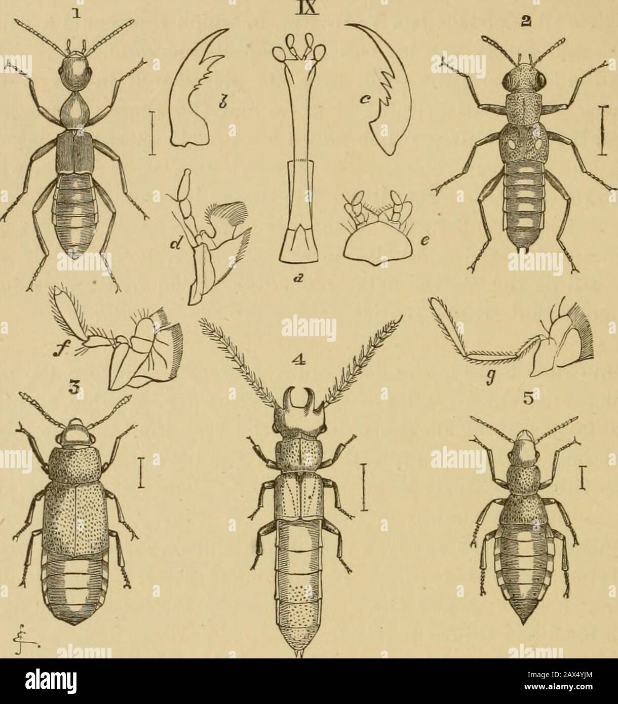 Insectes à la maison; être un compte-rendu populaire des insectes, leur ...
