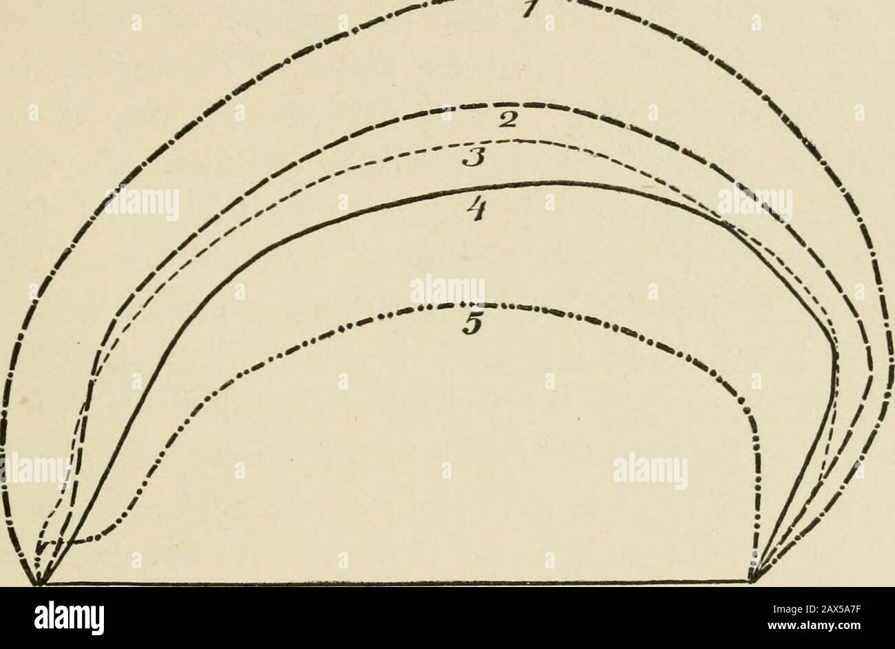 Pithecanthropus erectus Banque de photographies et d’images à haute ...