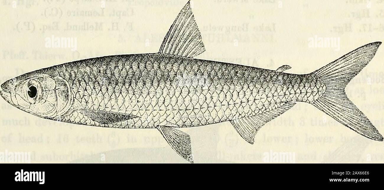 Ann christy Banque de photographies et d’images à haute résolution - Alamy