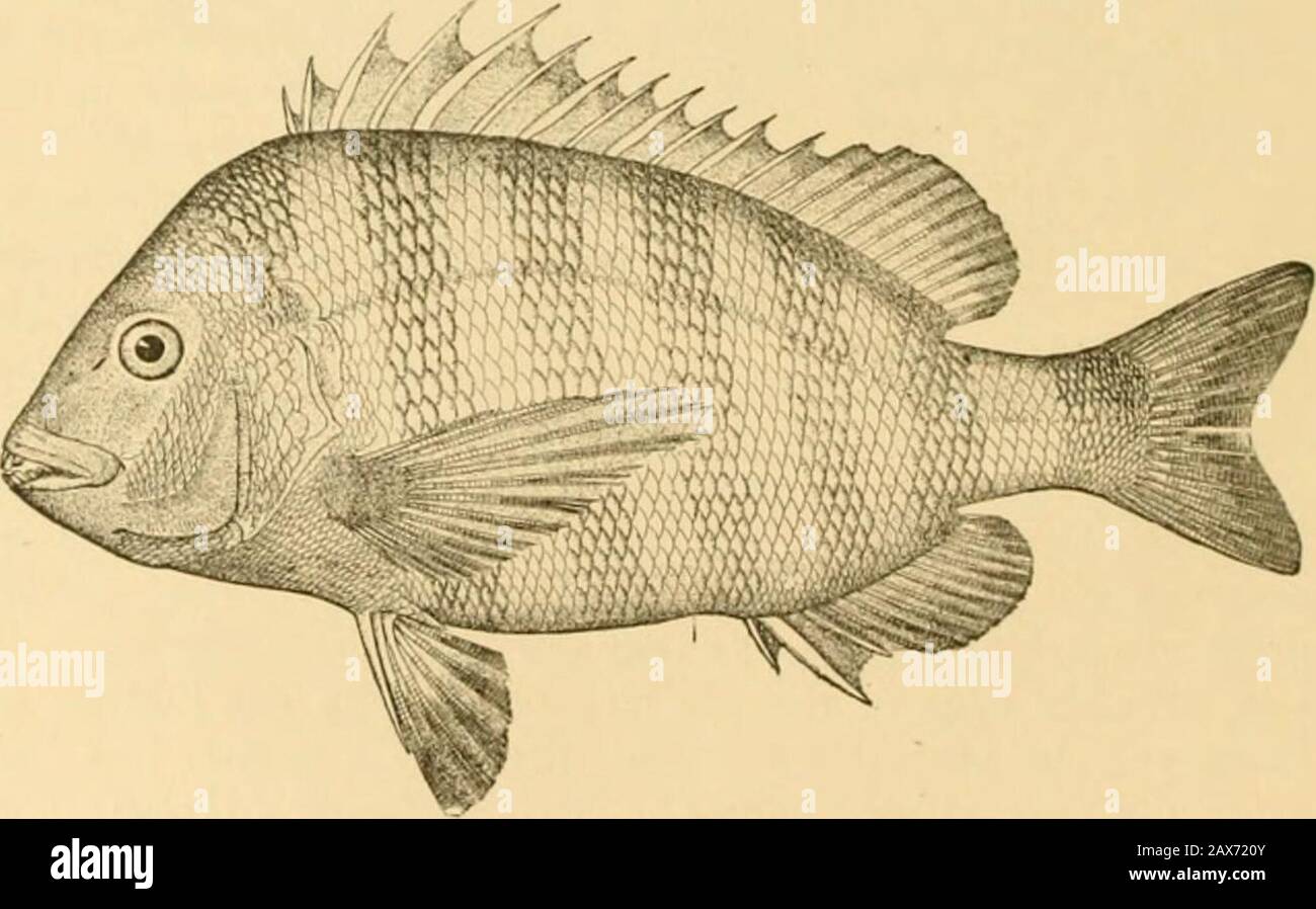 Poissons . Fig. 18.—mâchoires d'un poisson perroquet, Sparisoma ...