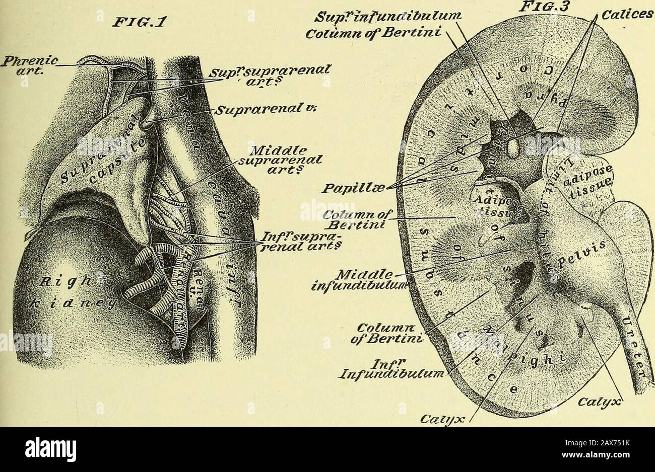 Appendix vermiformis Banque de photographies et d’images à haute ...