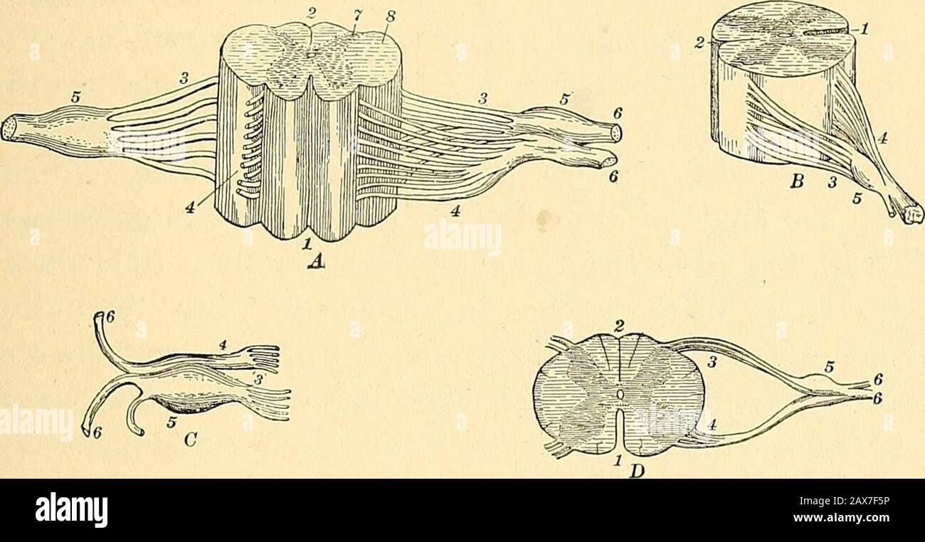 Substance grise schéma Banque de photographies et d’images à haute ...