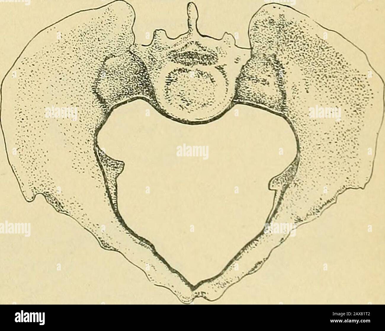 Foetus en position normale Banque de photographies et d’images à haute ...