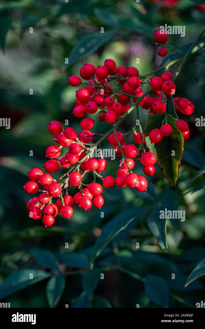 Plante de bambou aux fruits rouges Banque de photographies et d’images ...