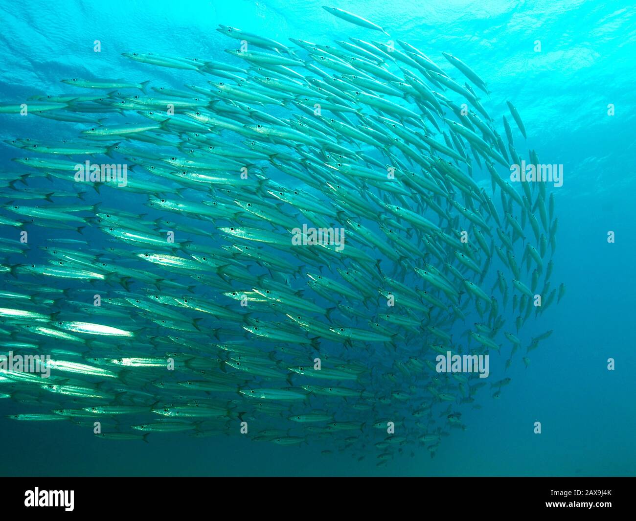 Courbe de poisson Banque de photographies et d’images à haute ...