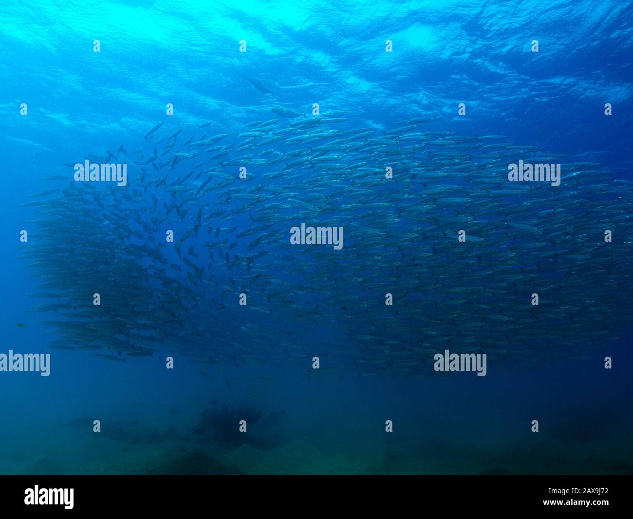 Courbe de poisson Banque de photographies et d’images à haute ...