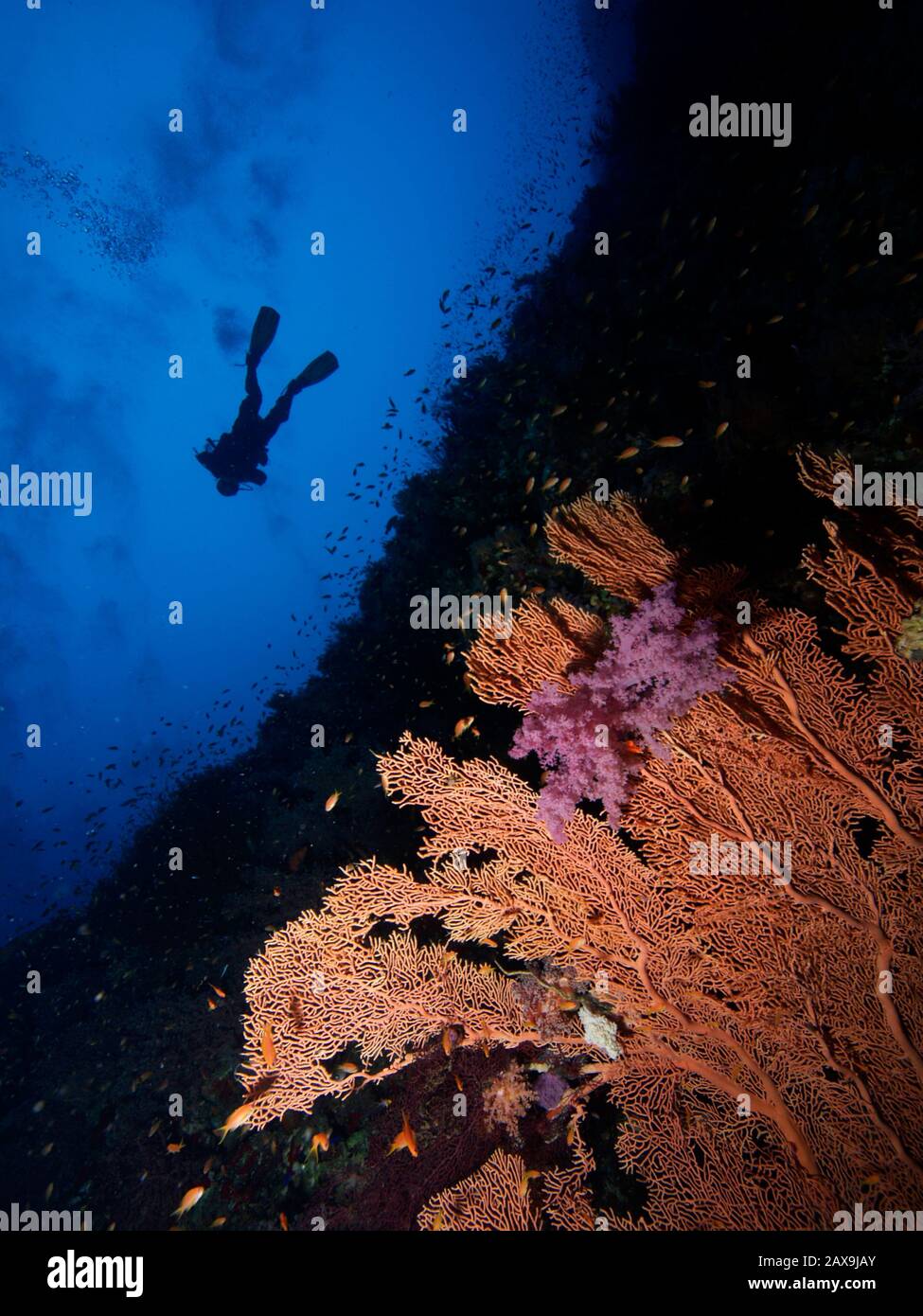 épave au récif de yolanda en mer rouge Banque de photographies et d ...