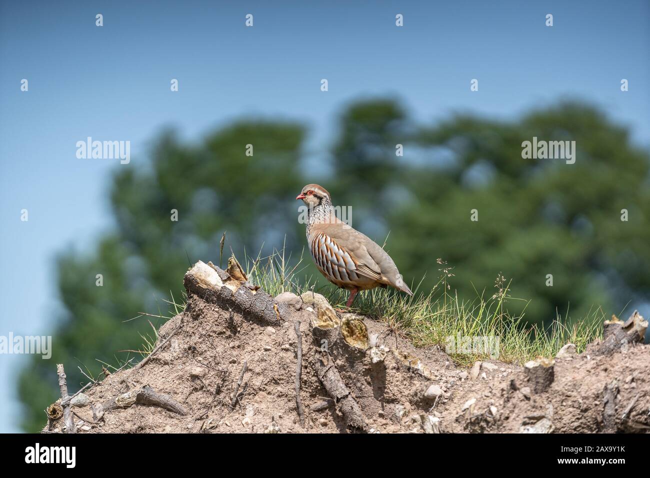 Perdrix noire Banque de photographies et d’images à haute résolution ...