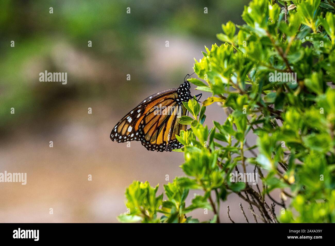 Papillon monarque mexique Banque de photographies et d’images à haute ...