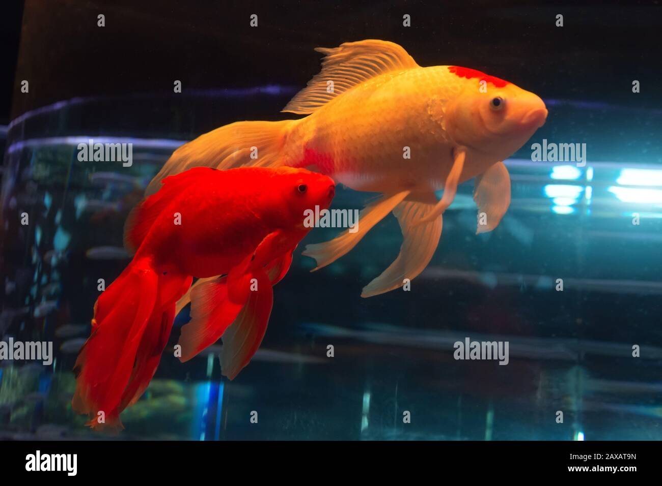 Poissons d'aquarium avec nageoires et queue jaunes Banque de ...