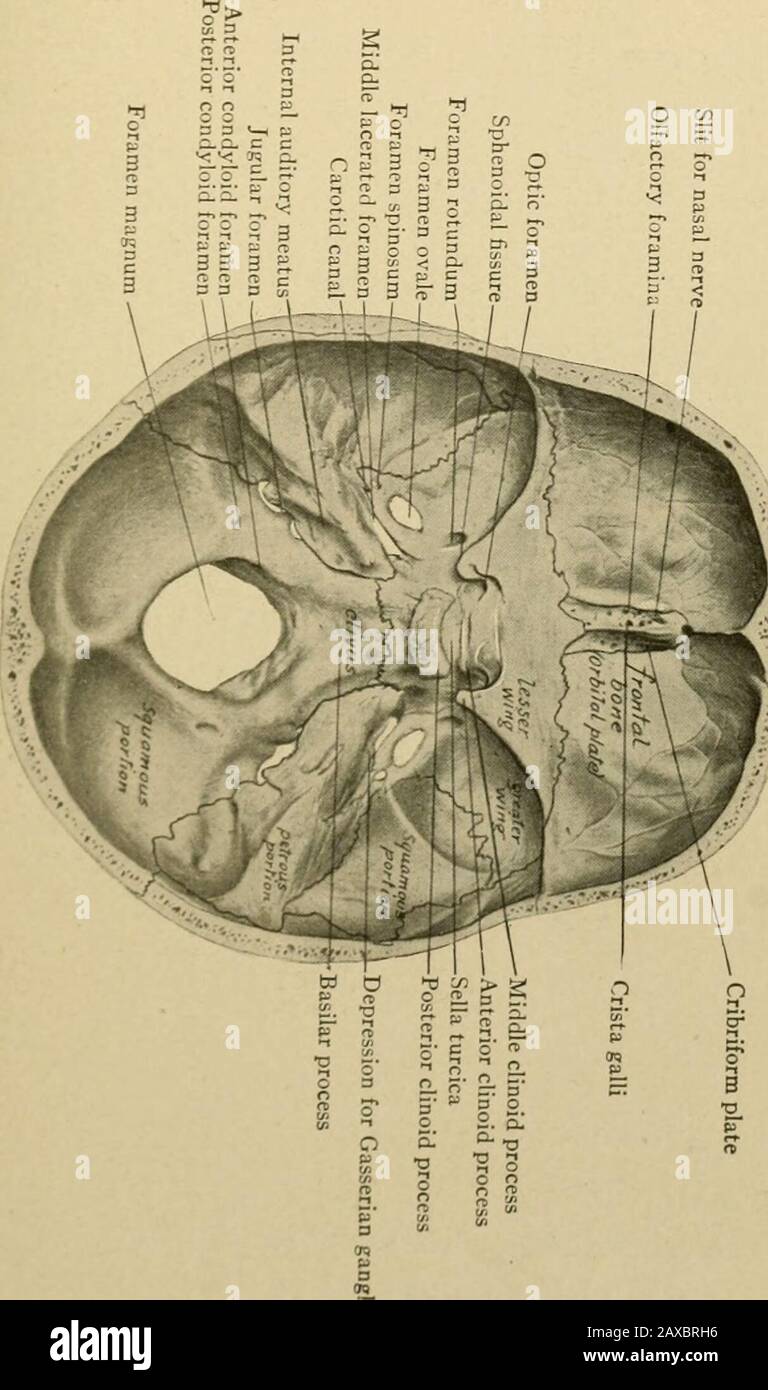 Anatomie appliquée et chirurgie buccale des étudiants dentaires . fa ...