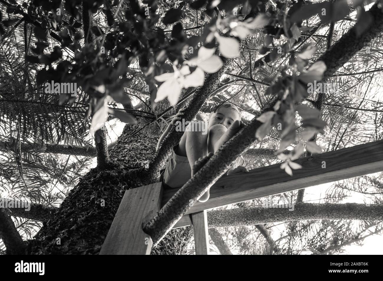 Boy climbing tree barefoot Banque de photographies et d’images à haute ...