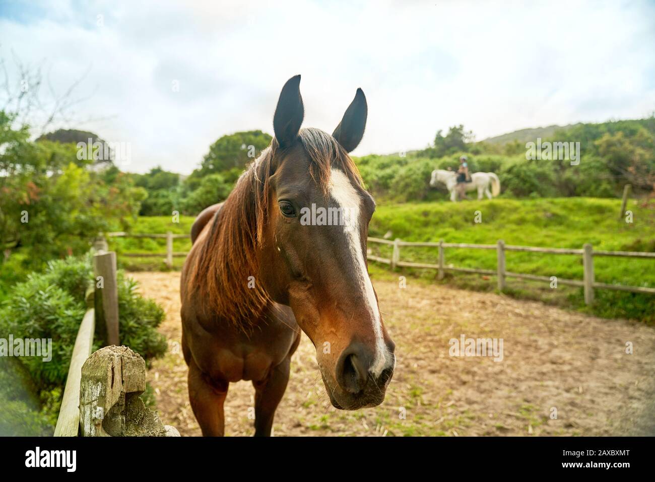 Cheval brun Banque de photographies et d’images à haute résolution - Alamy