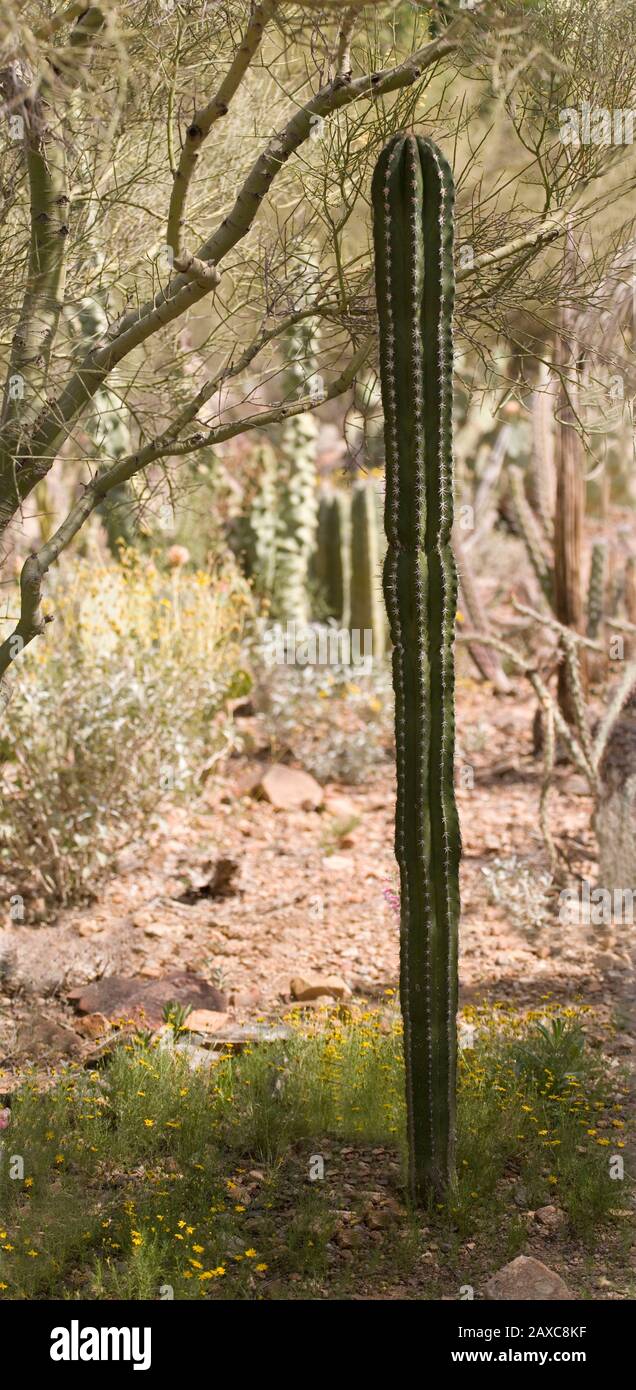 Pachycereus pectinaboriginum Banque de photographies et d’images à ...