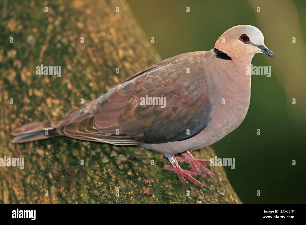 Colombe aux yeux rouges streptopelia semitorquata adulte Banque de ...