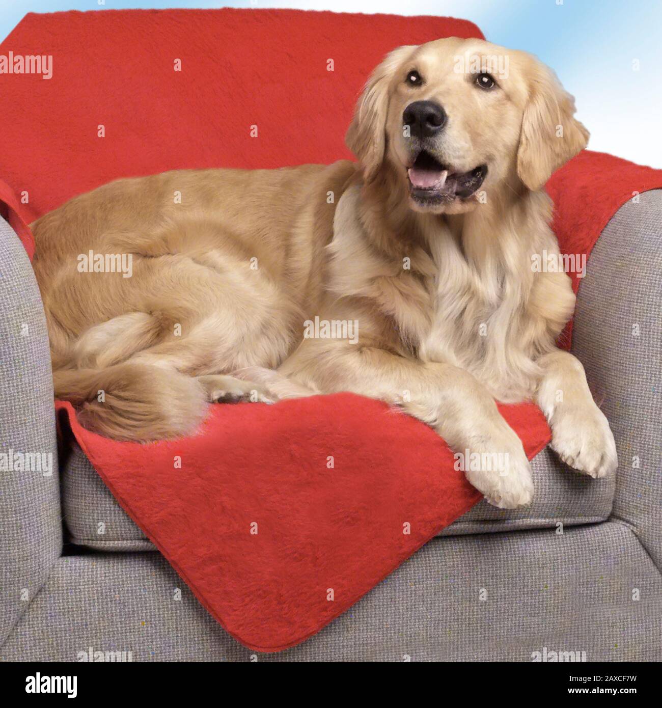 Chien blond labrador retriever Banque de photographies et d’images à ...