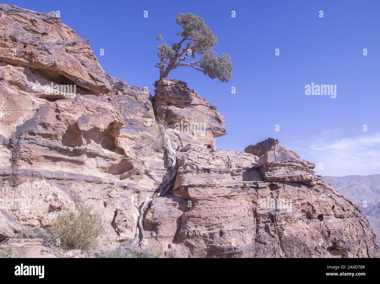 Racines sur les rochers Banque de photographies et d’images à haute ...