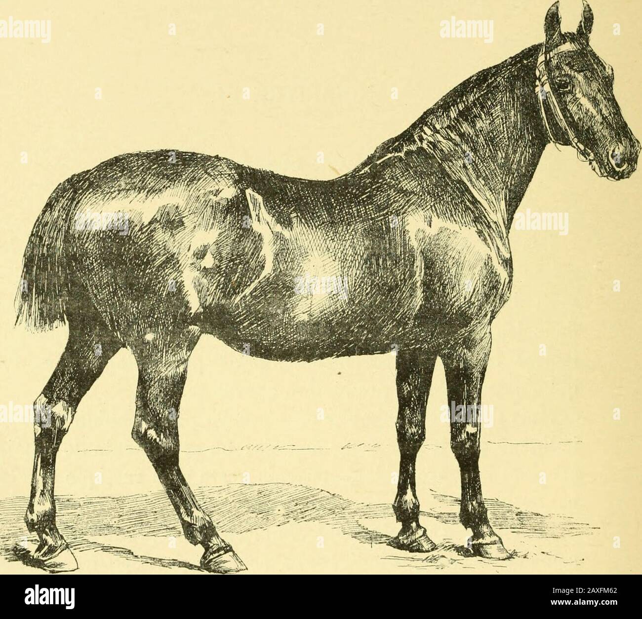 Etude cheval bai Banque de photographies et d’images à haute résolution ...