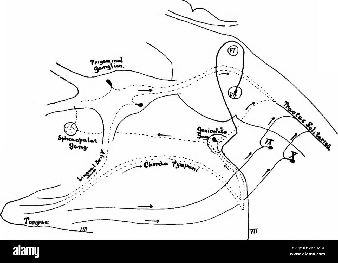 Un manuel d'anatomie . Visual ForticnOtc.i|>itJCorUx Fig. 305.—Schéma ...