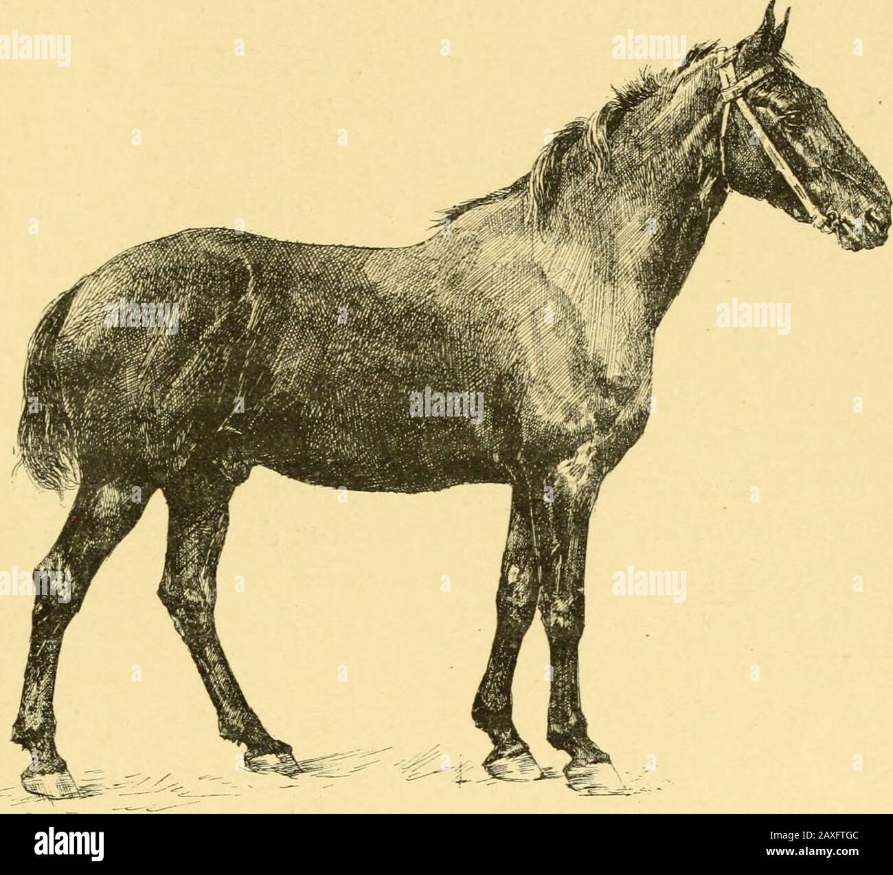 Sabots de chevaux Banque de photographies et d’images à haute ...