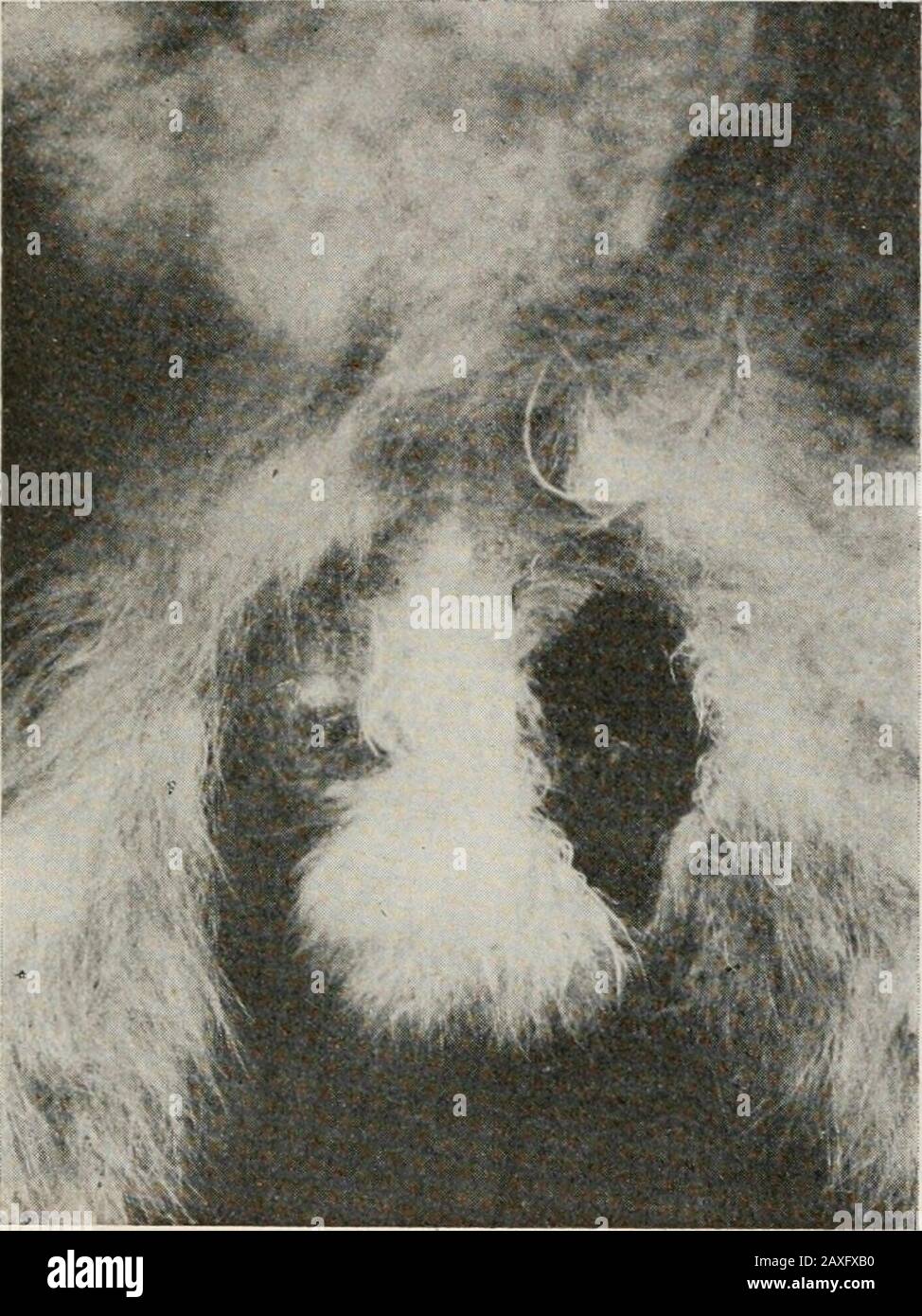 Syphilis Chancre Banque d'image et photos - Alamy