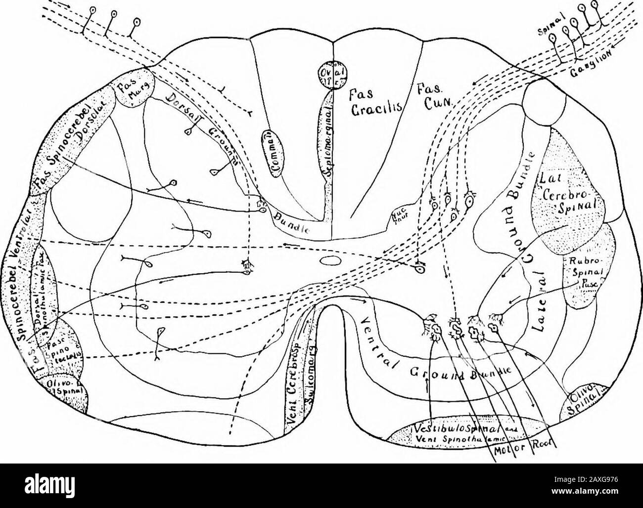 Un manuel d'anatomie . e cordon. 2. Le tractus pyramidal direct ...