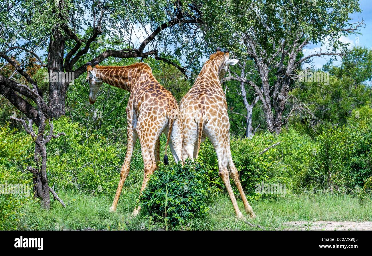 Format Horizontal Format Horizontal Banque d'image et photos - Alamy