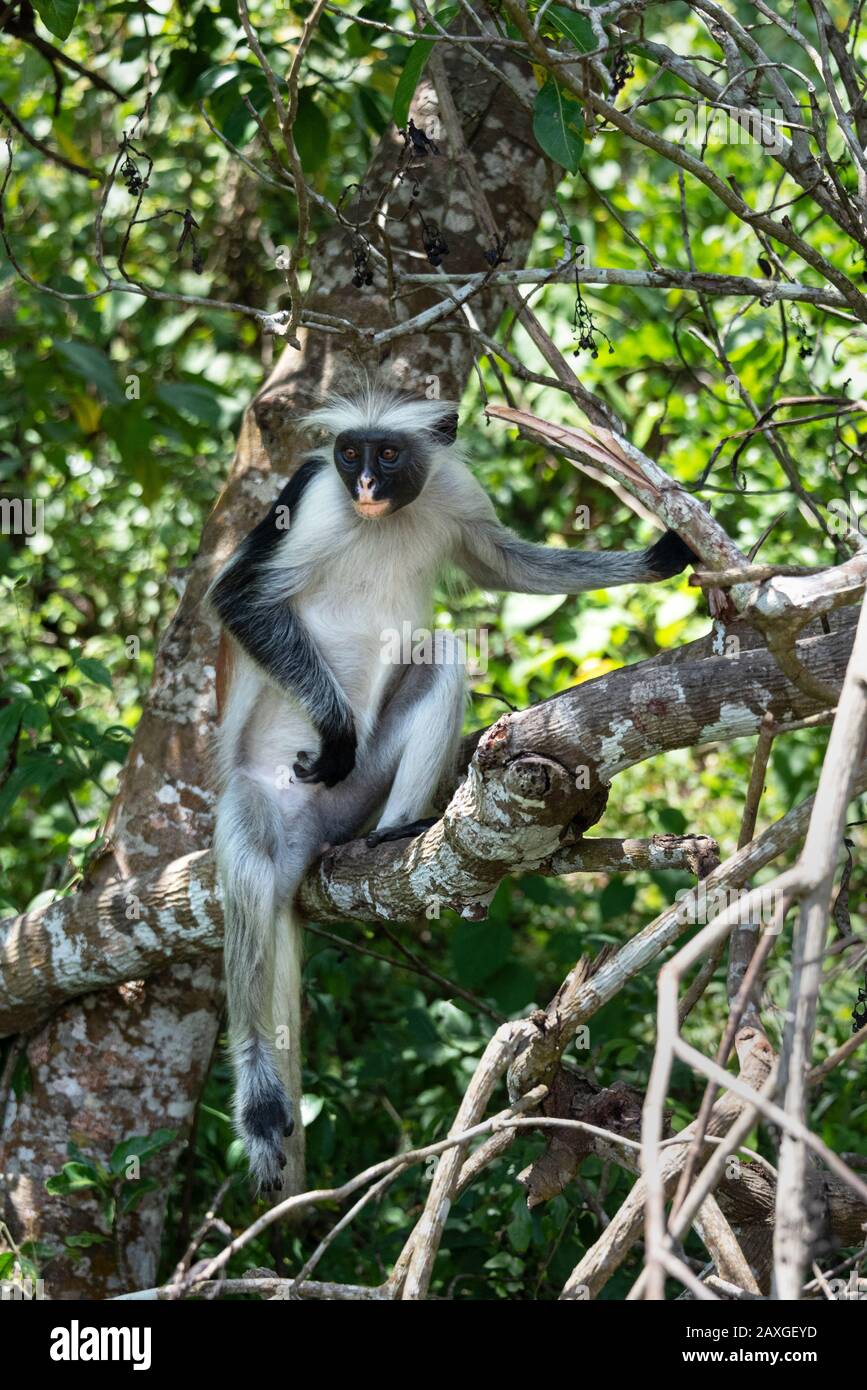 Singes colobes rouges Banque de photographies et d’images à haute ...