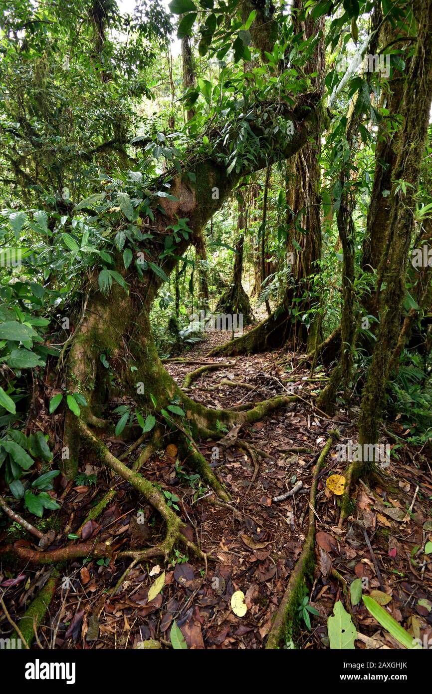 Plantes de la forêt tropicale humide Banque de photographies et d ...