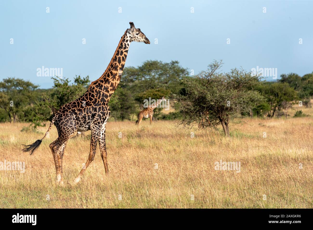 Safari vehicles Banque de photographies et d’images à haute résolution ...
