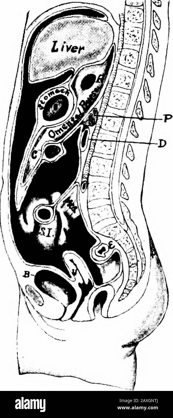 Cavidad peritoneal de la pelvis Banque d'images noir et blanc - Alamy