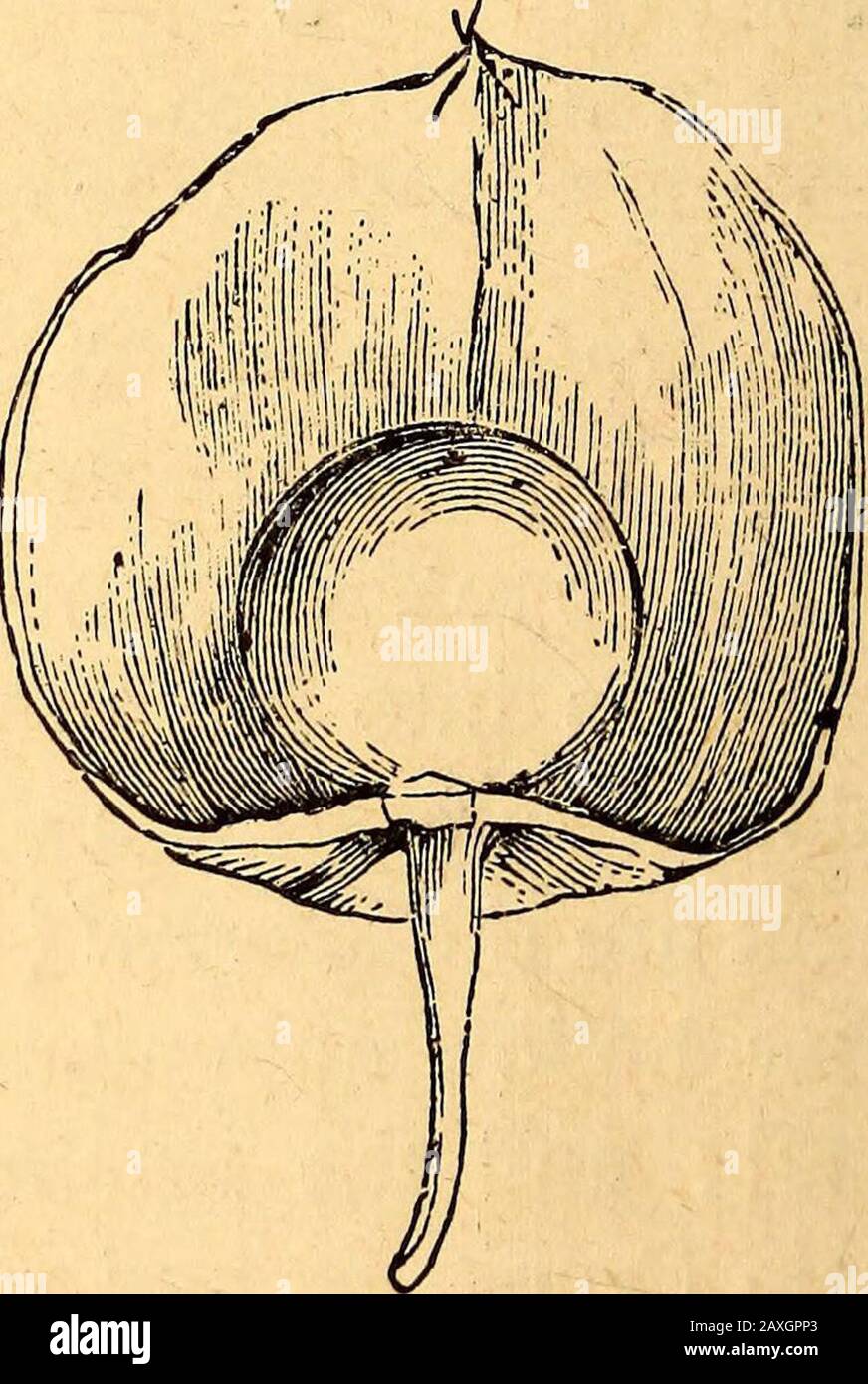Texte-livre de botanique structurel et physiologique . Fig. 233.—calice ...
