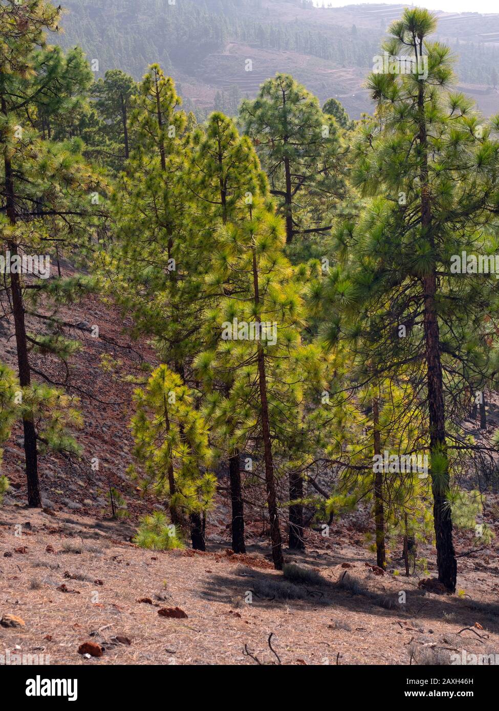 Canary island pine pinus canariensis Banque de photographies et d ...